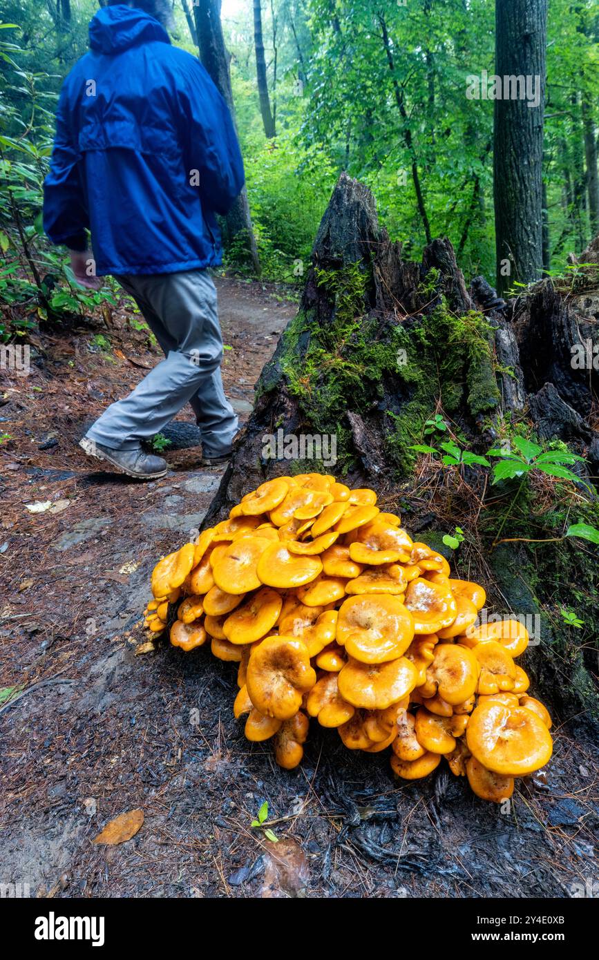 Hiker walking by a large cluster of Jack-O'Lantern Mushrooms ...