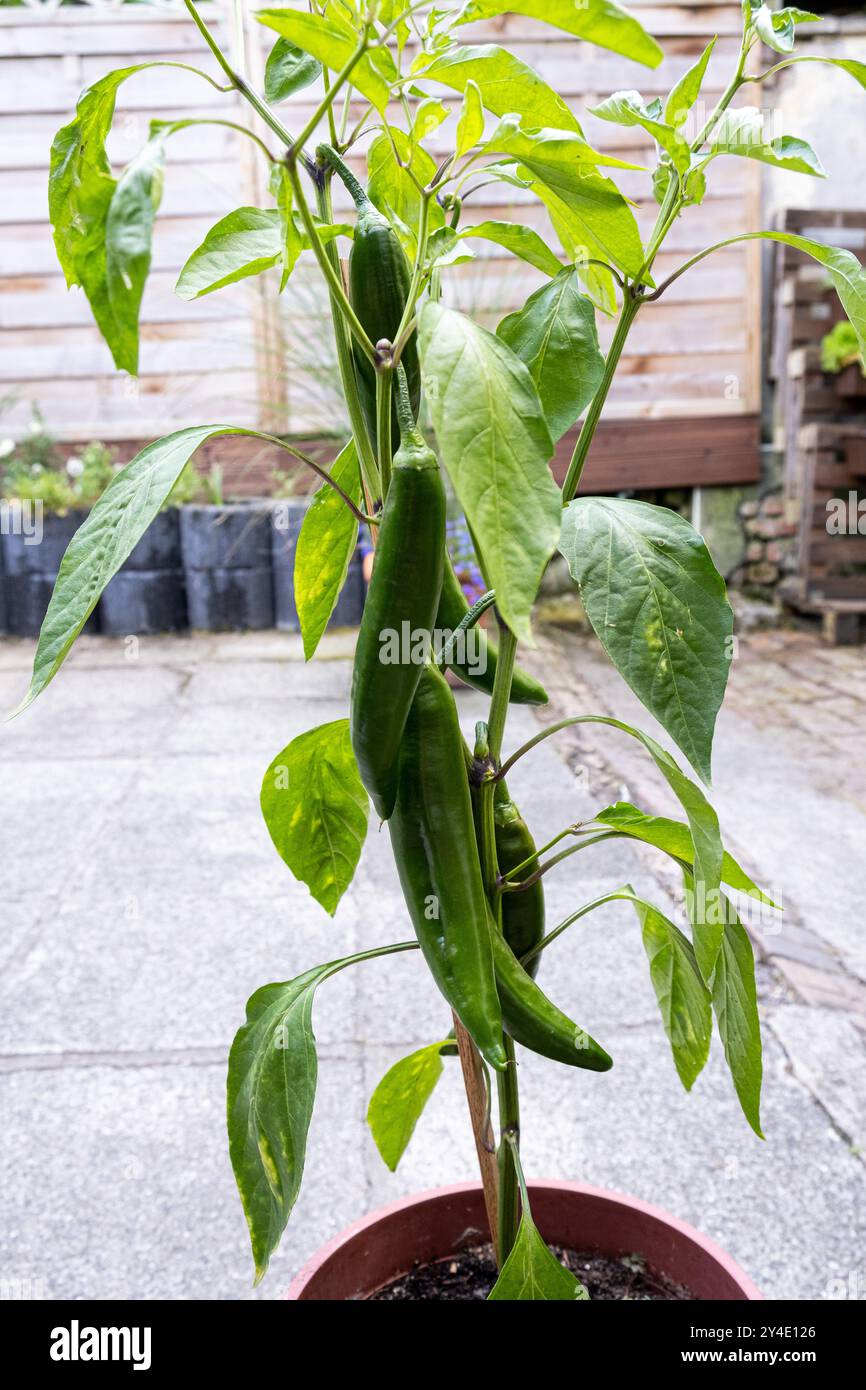 Growing hot peppers. Garden in pots in the yard Stock Photo - Alamy