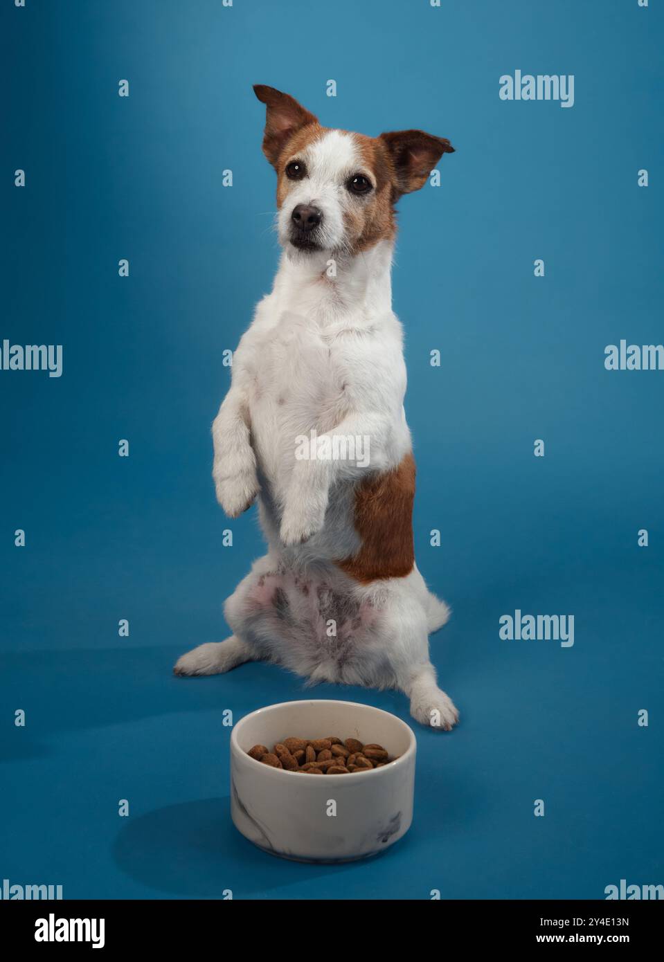 A Jack Russell Terrier sits up on its hind legs next to a food bowl on ...
