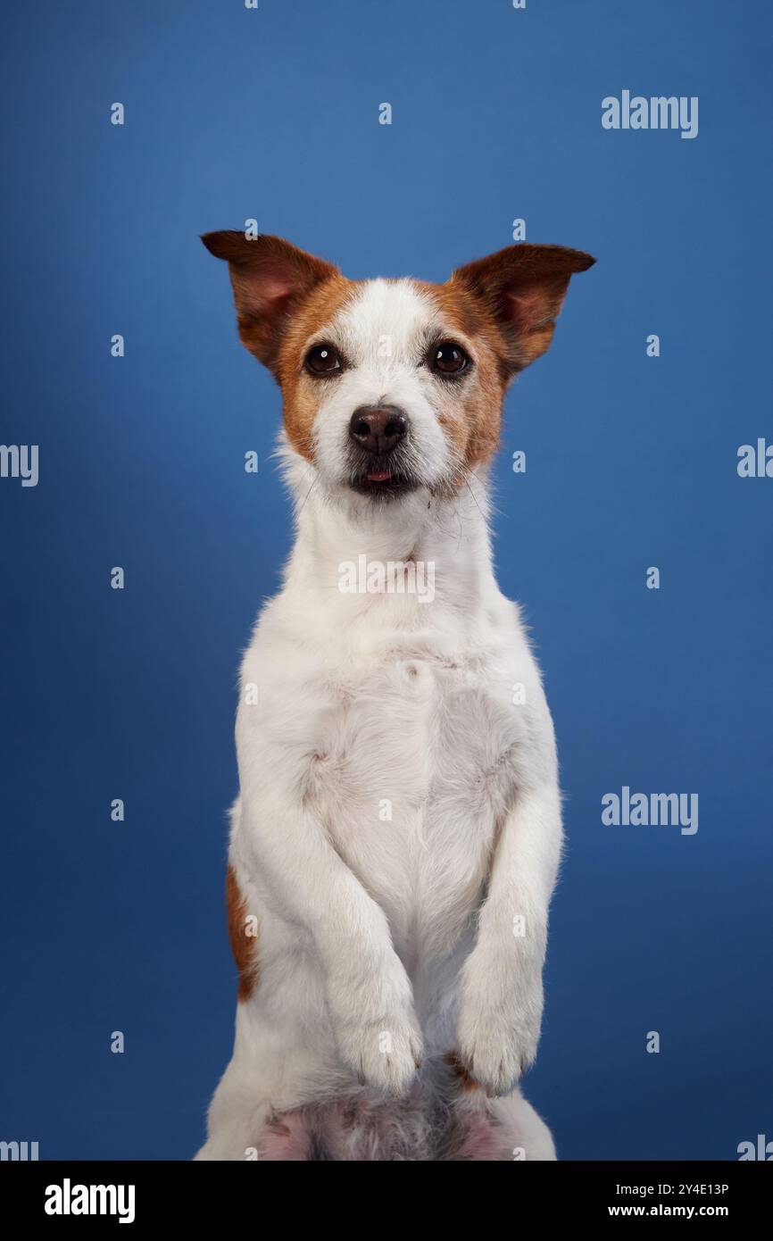 A Jack Russell Terrier sits up on its hind legs against a blue ...