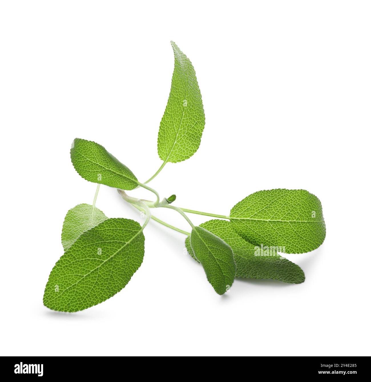 Branch of sage plant with green leaves isolated on white Stock Photo ...