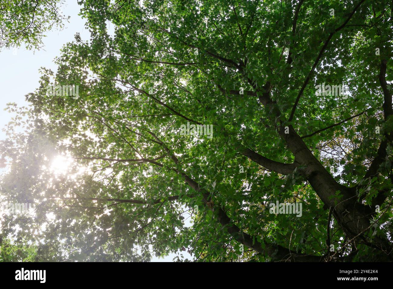 Branches of beautiful trees with green leaves outdoors, bottom view ...
