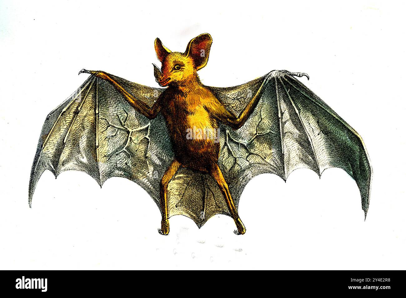 Illustration of a vampire bat (Desmodus rotundus). From 'De Dieren ...