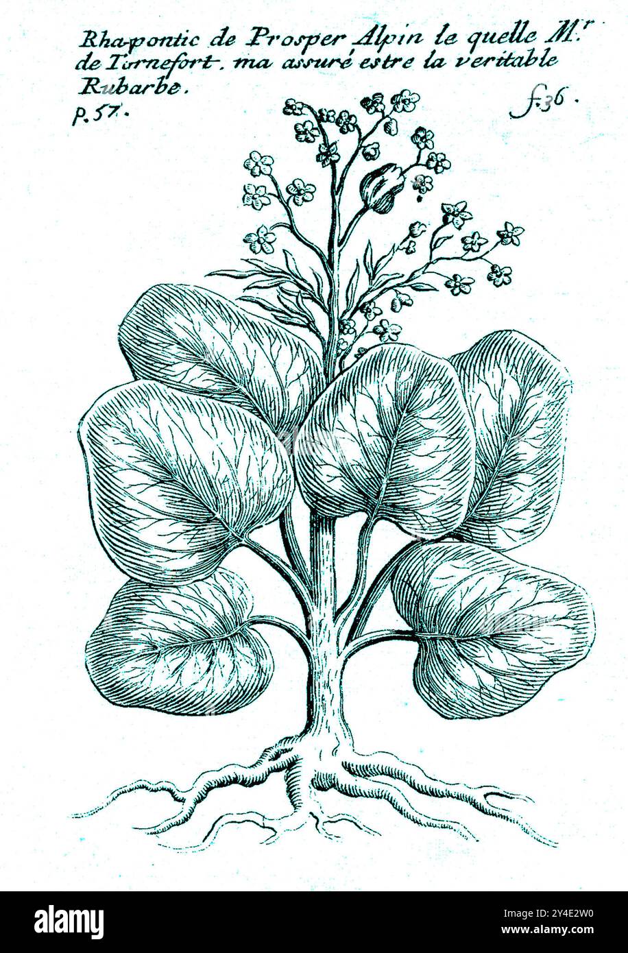 Illustration of rhubarb (Rheum rhaponticum). From 'Histoire Generale ...