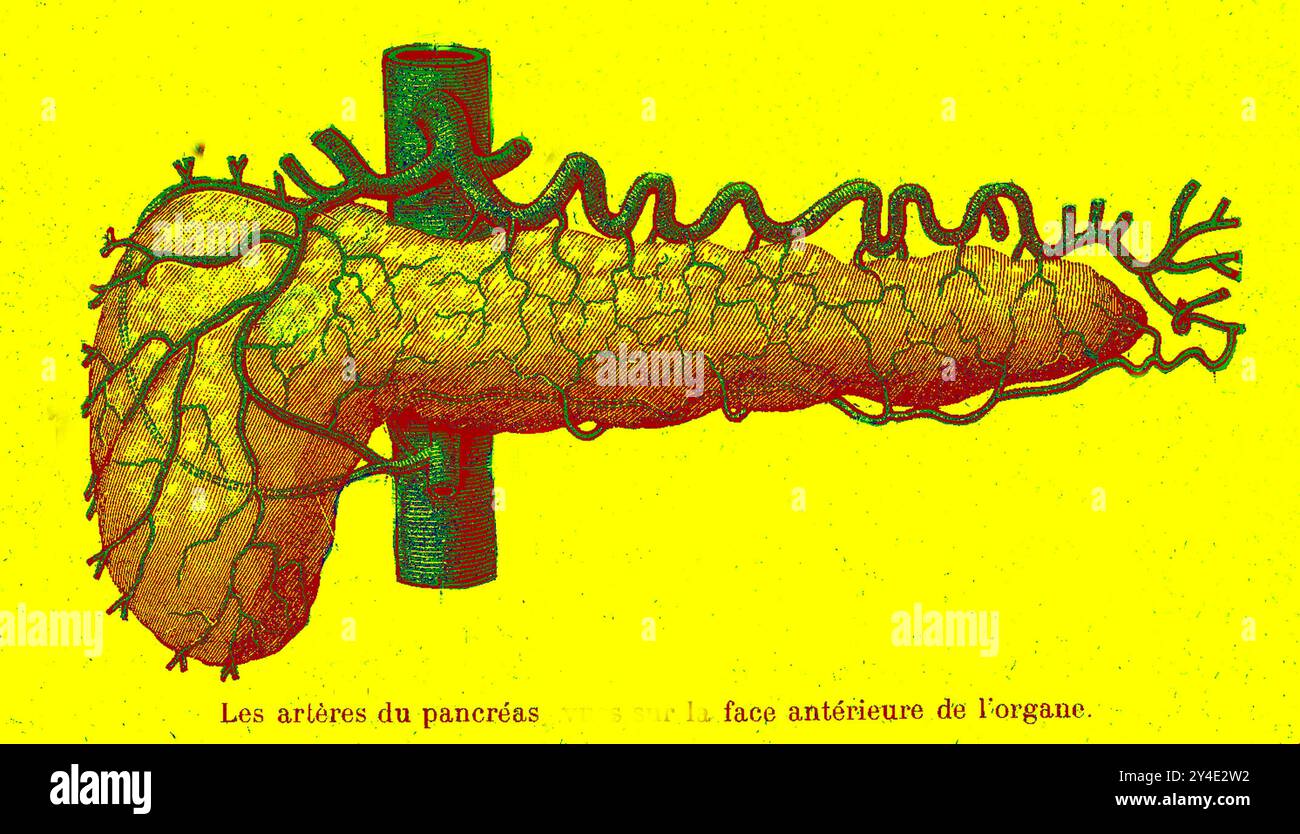 Pancreatic arteries, illustration. From Traite d'Anatomie Humaine, Vol ...