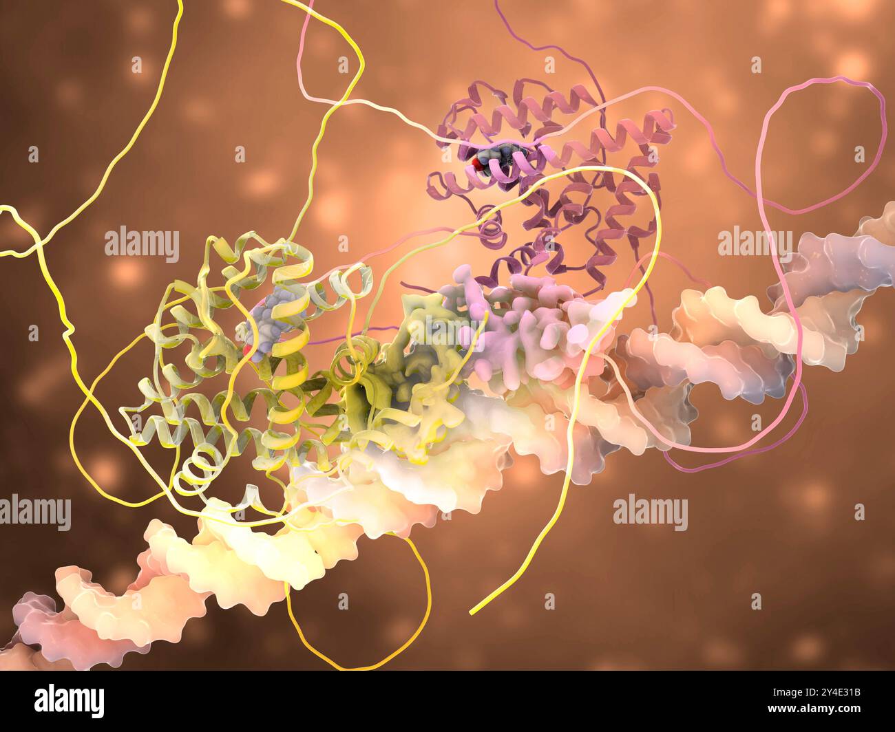 Illustration of an oestrogen receptor (pink and yellow, ribbon model ...