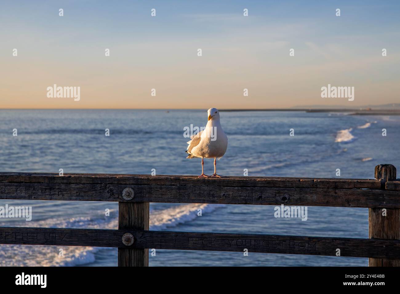 Oceanside animal hi-res stock photography and images - Alamy
