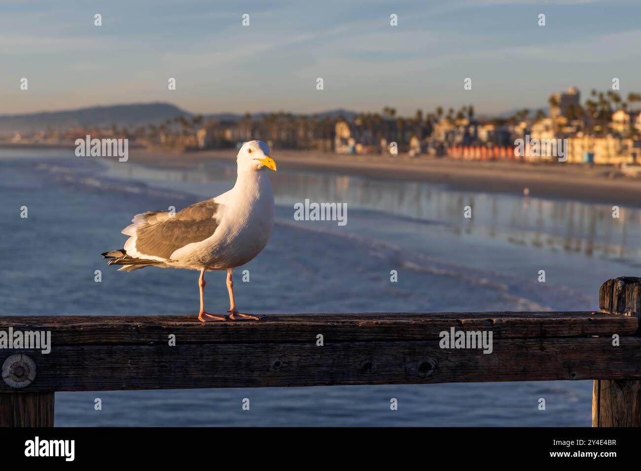 Oceanside birds hi-res stock photography and images - Alamy