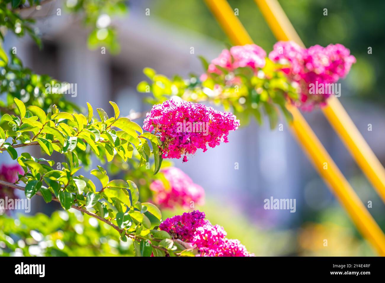 Crepe Myrtle in Patagonia State Park, Arizona Stock Photo - Alamy