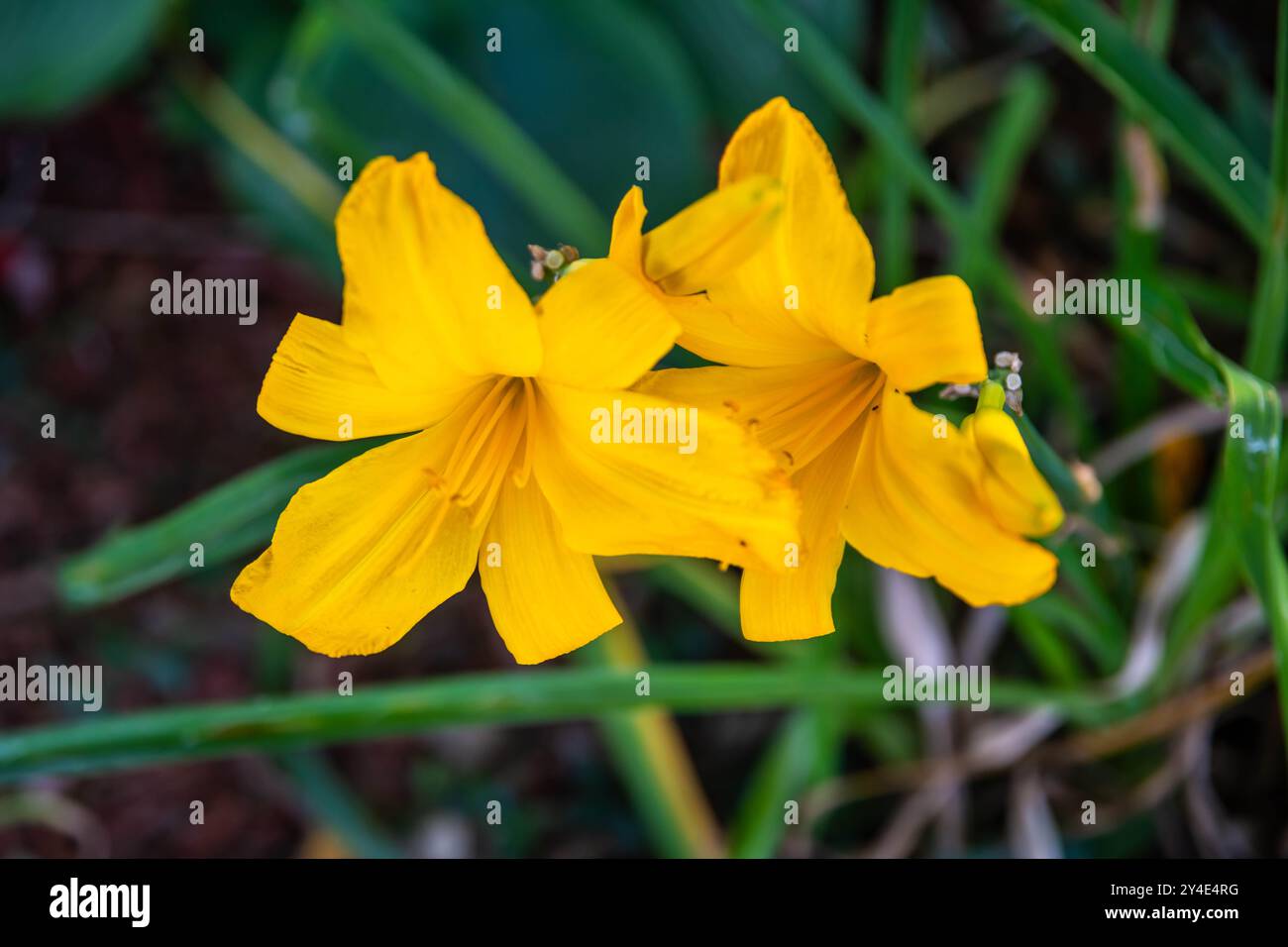 Lily in Patagonia State Park, Arizona Stock Photo - Alamy