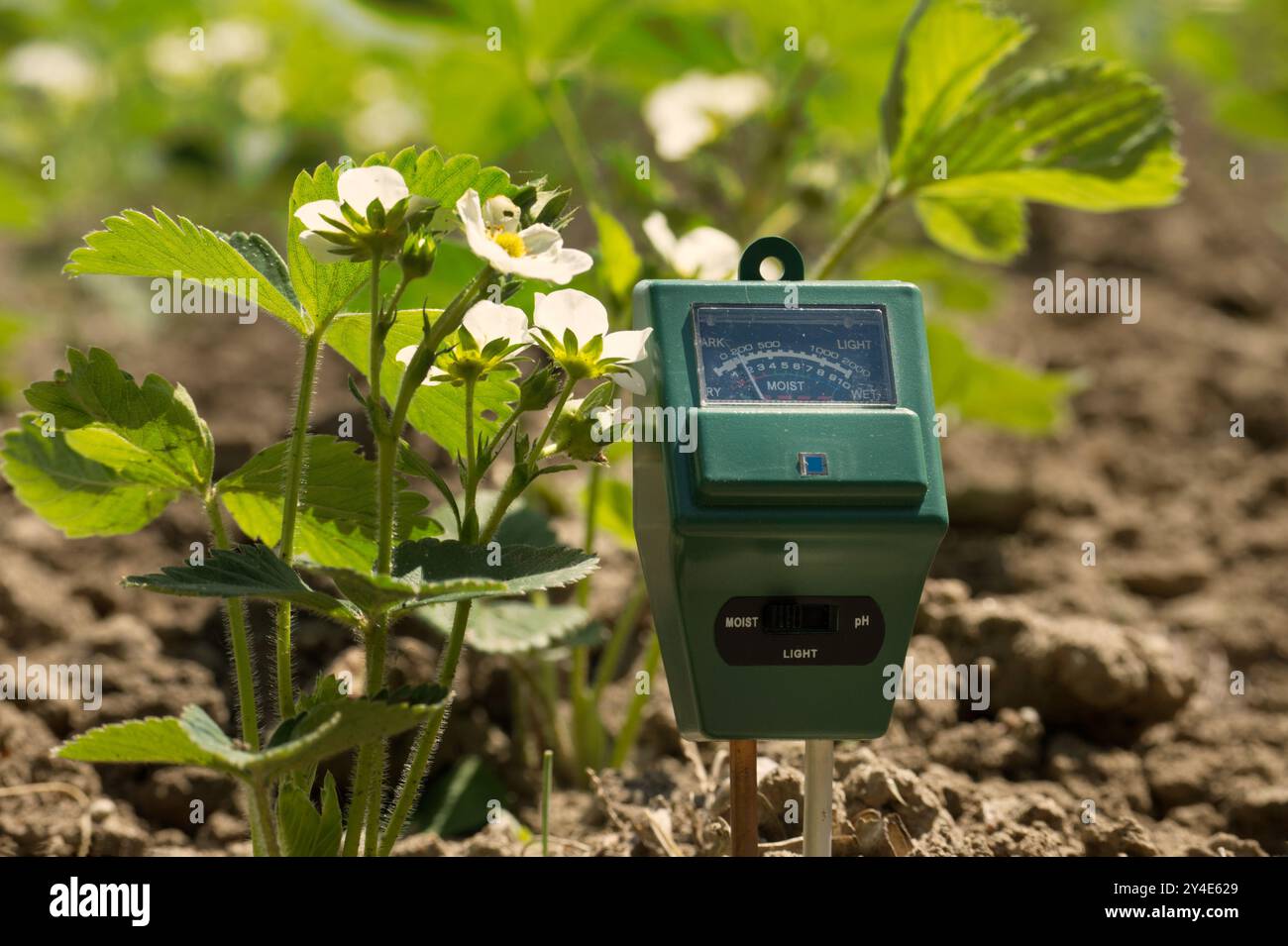 Agricultural meter to measure the soil pH, light and moisture level of ...