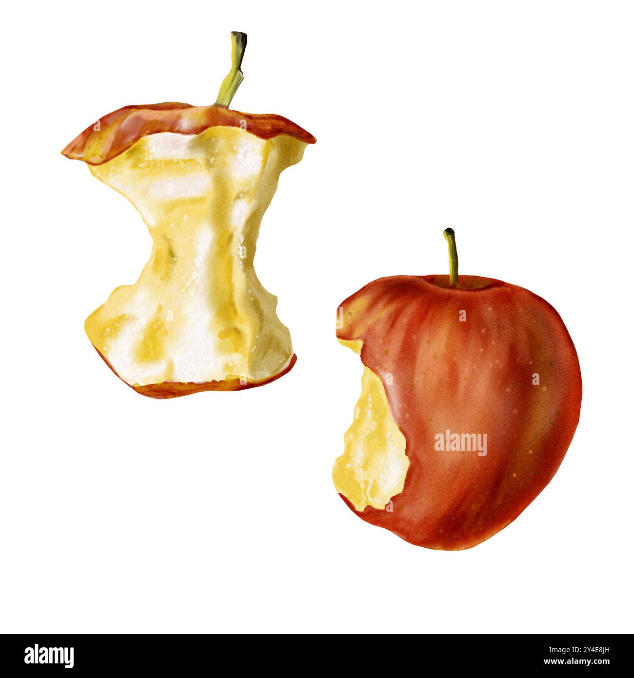 set of apples. Leftover fruit. Two apples. One core and one apple ...