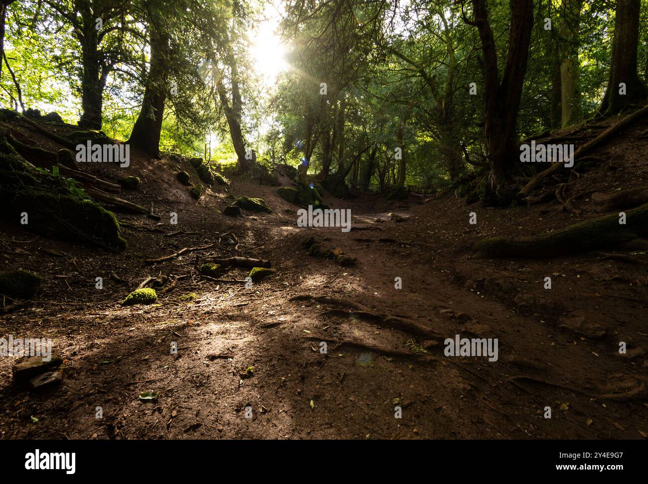 Puzzlewood in the Forest of Dean, Gloucestershire. A temperate ...