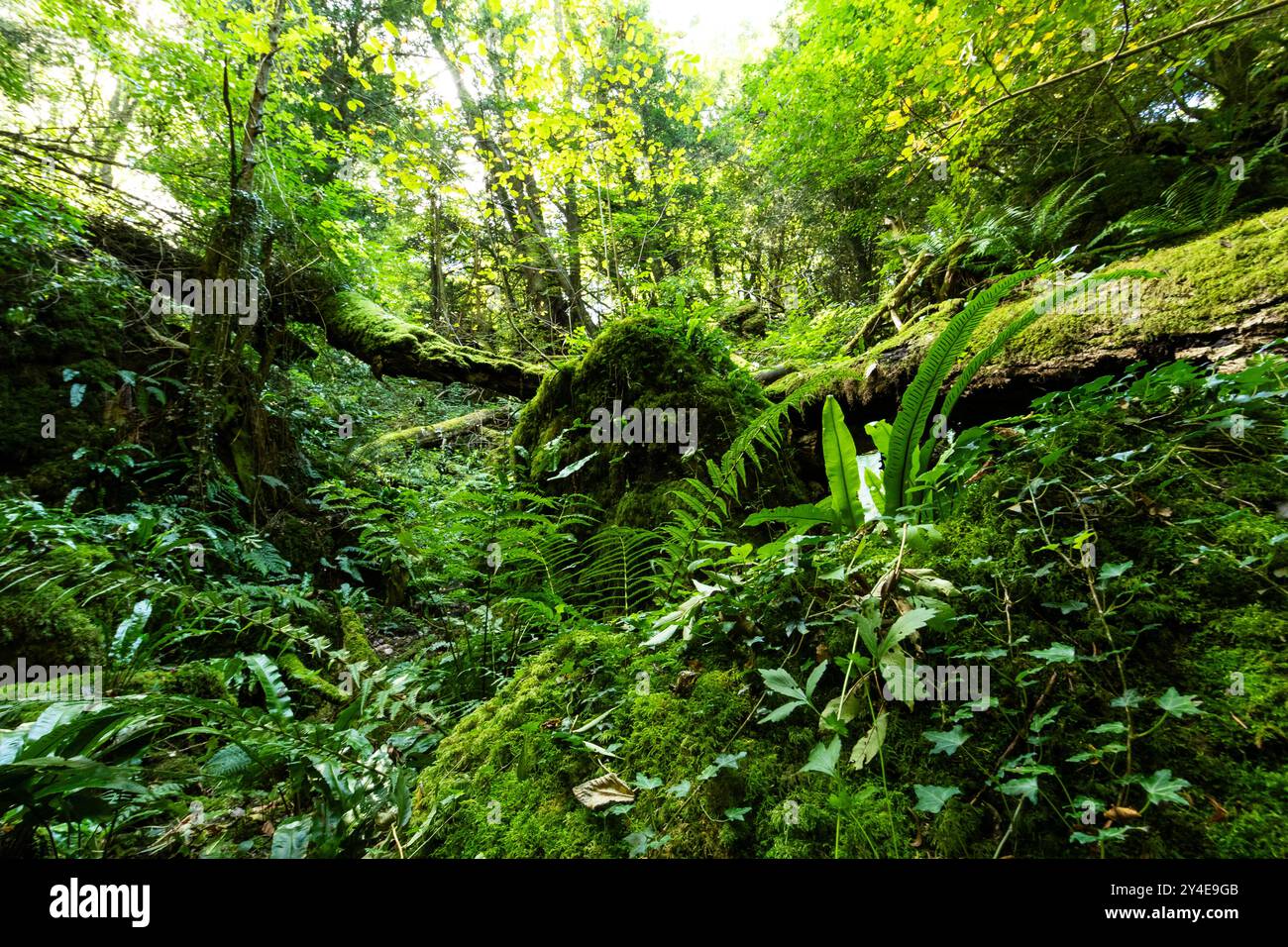 Puzzlewood in the Forest of Dean, Gloucestershire. A temperate ...