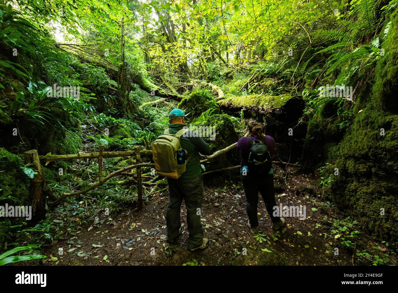 Puzzlewood in the Forest of Dean, Gloucestershire. A temperate ...