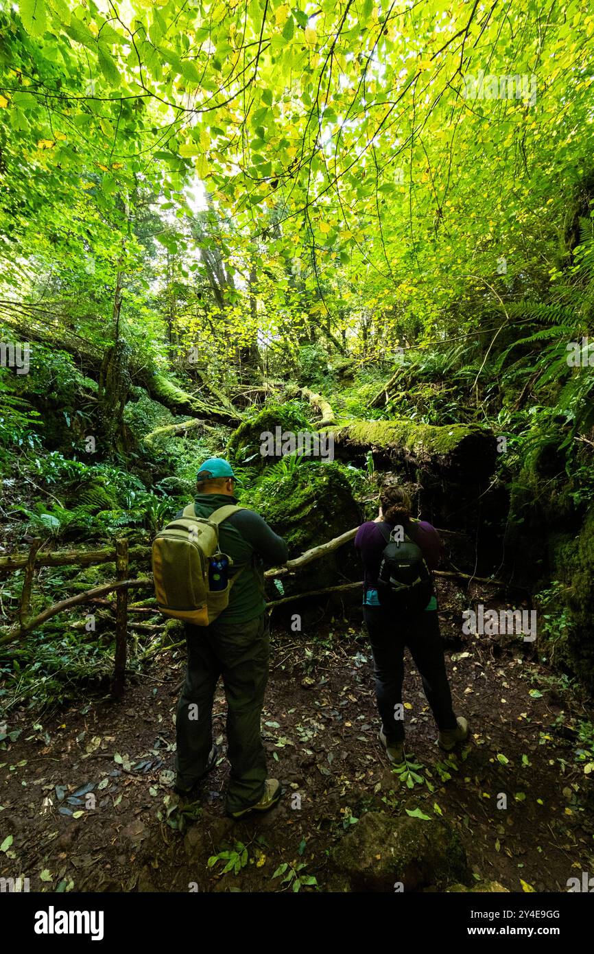 Puzzlewood in the Forest of Dean, Gloucestershire. A temperate ...