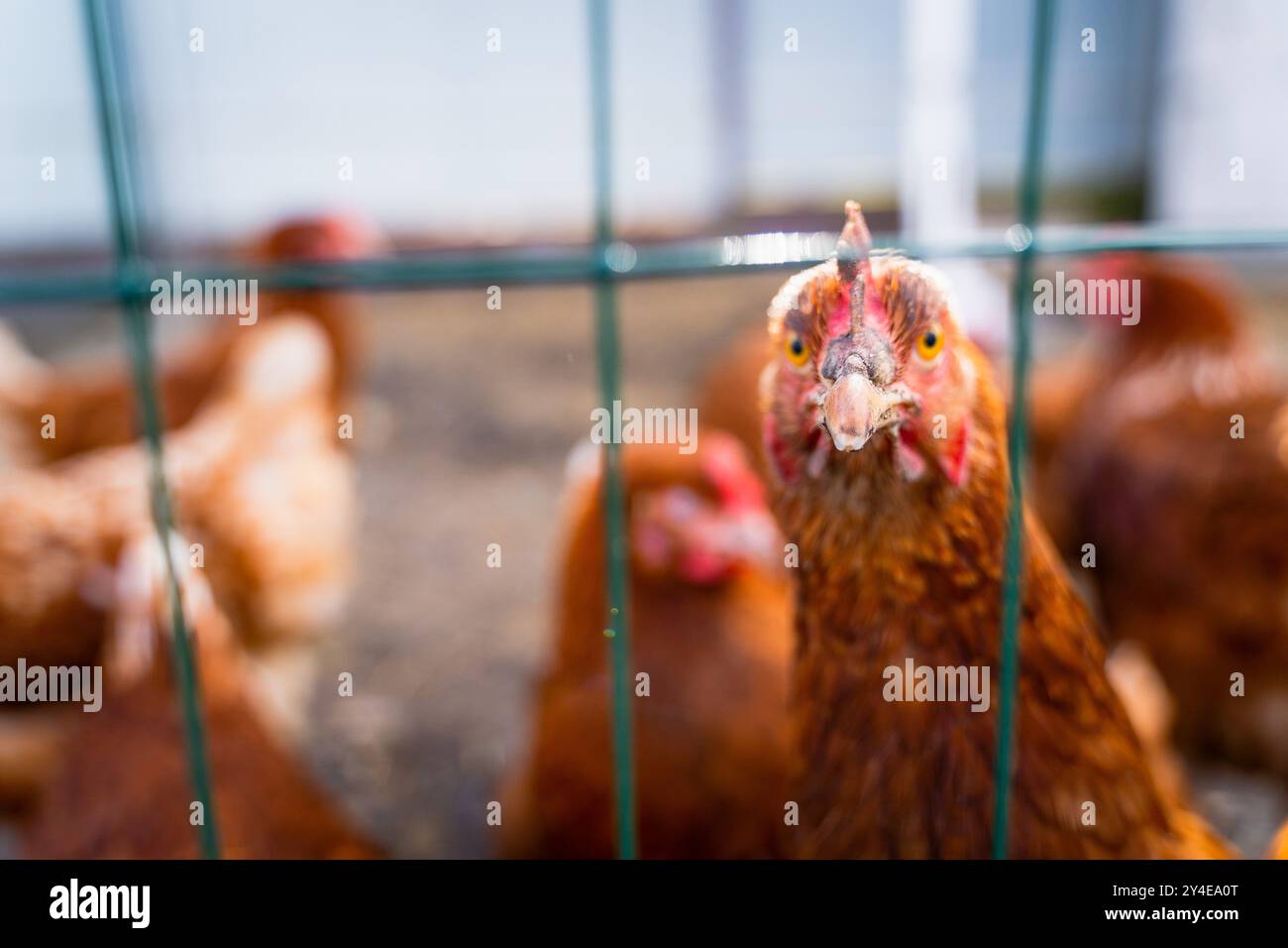 A young lohmann brown laying hen looks at the camera close-up through ...
