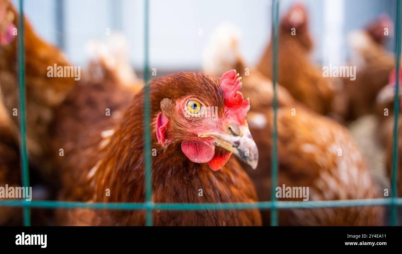 Young brown laying hens in hi-res stock photography and images - Alamy