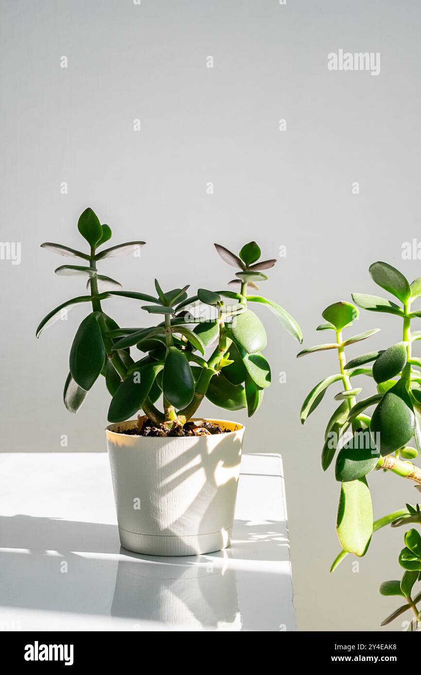 Money tree succulent plant on white shelf in natural sunlight Stock ...