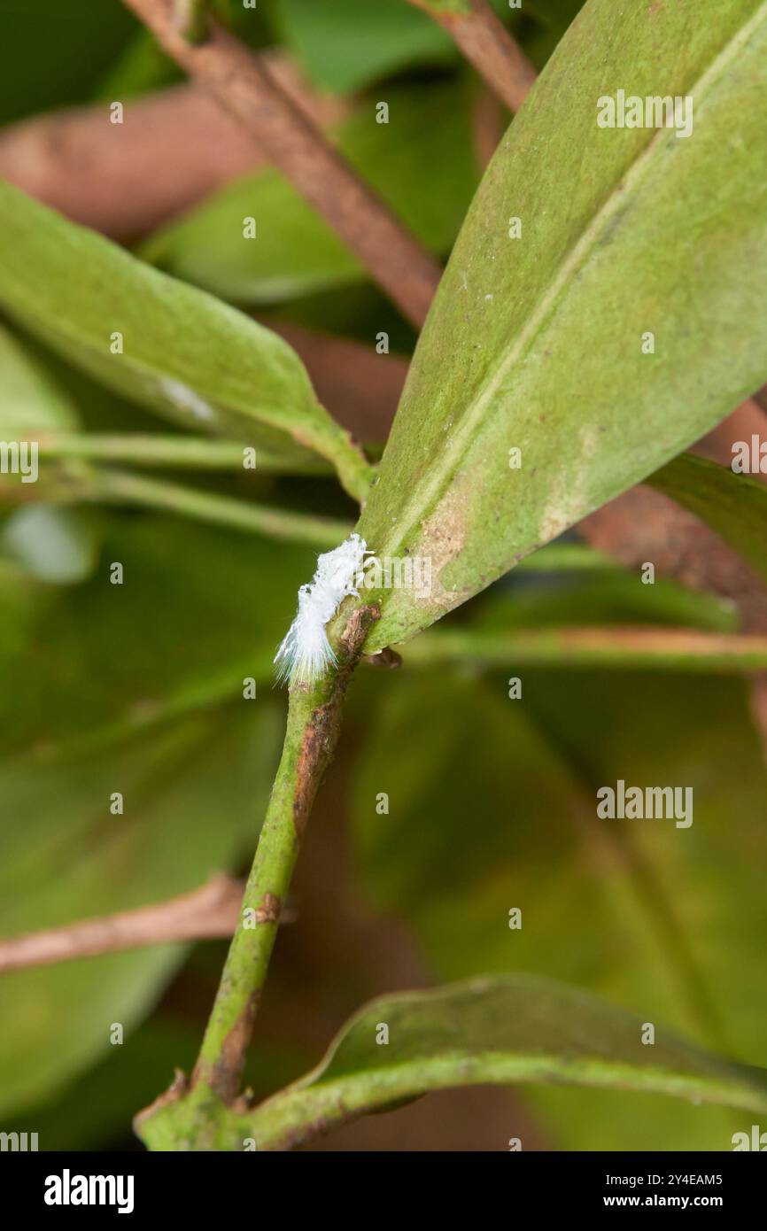 white moth bug on tree leaves garden background, powdery sap sucking ...