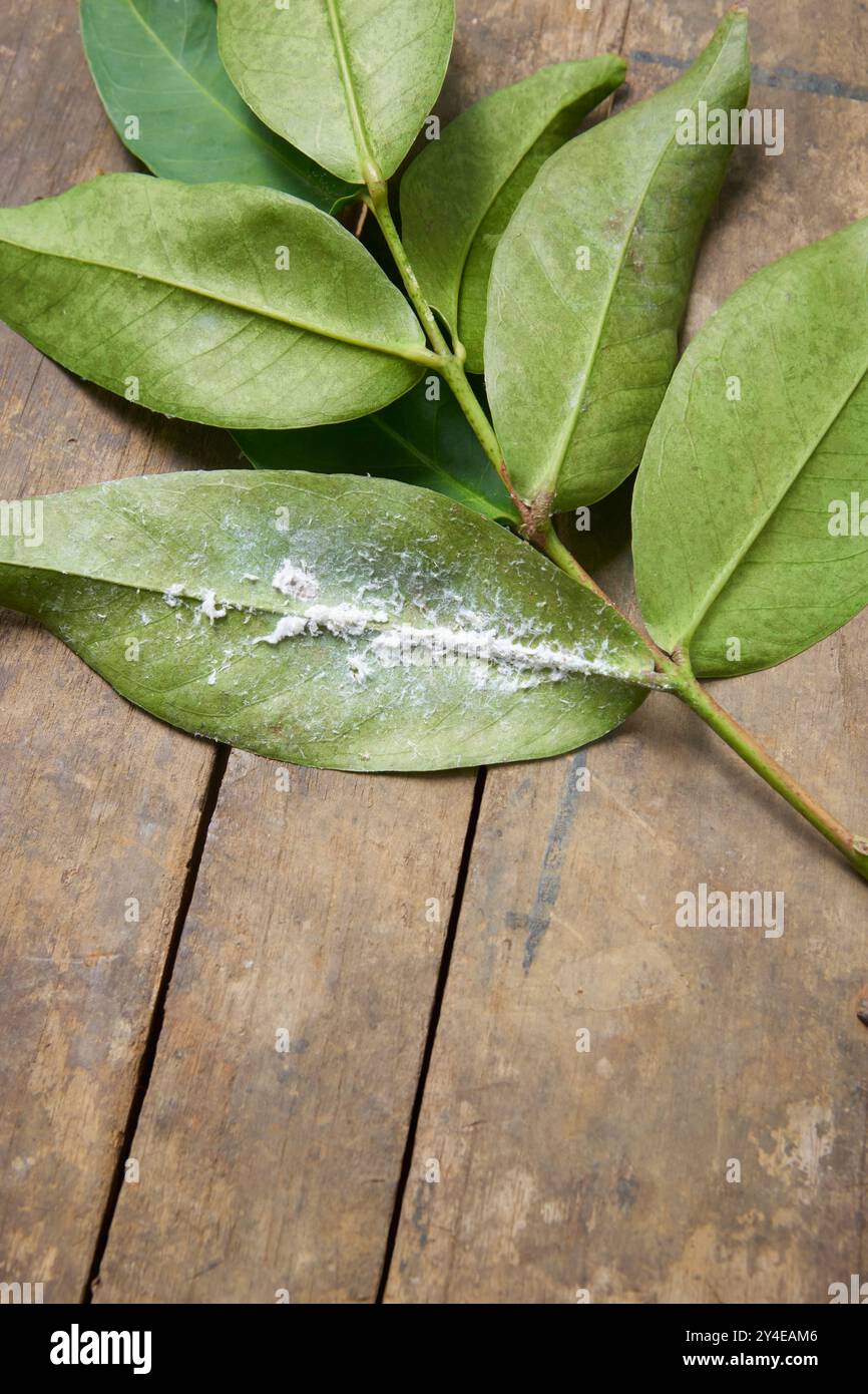 whiteflies infested leaves on garden table top, sap sucking tiny white ...