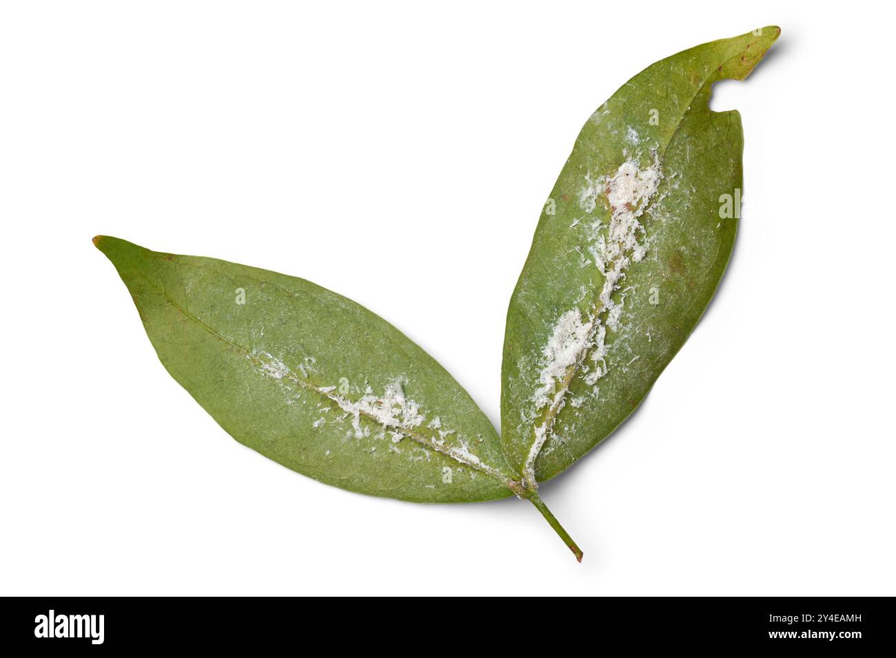 whiteflies infested leaves isolated white background, sap sucking tiny ...