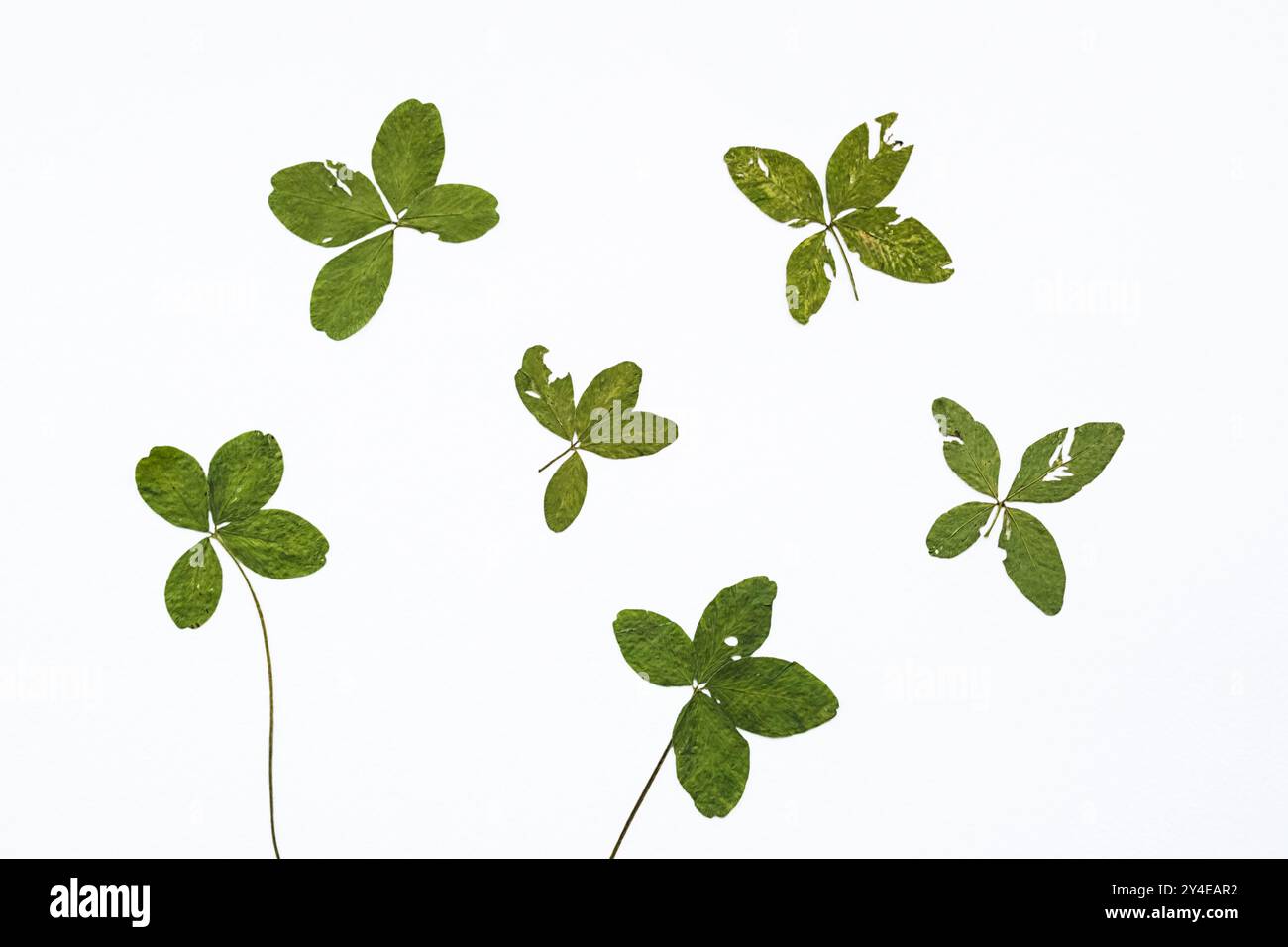 Collection of pressed four leaf clovers Stock Photo - Alamy