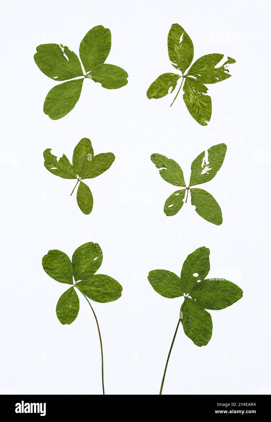 Collection of pressed four leaf clovers Stock Photo - Alamy