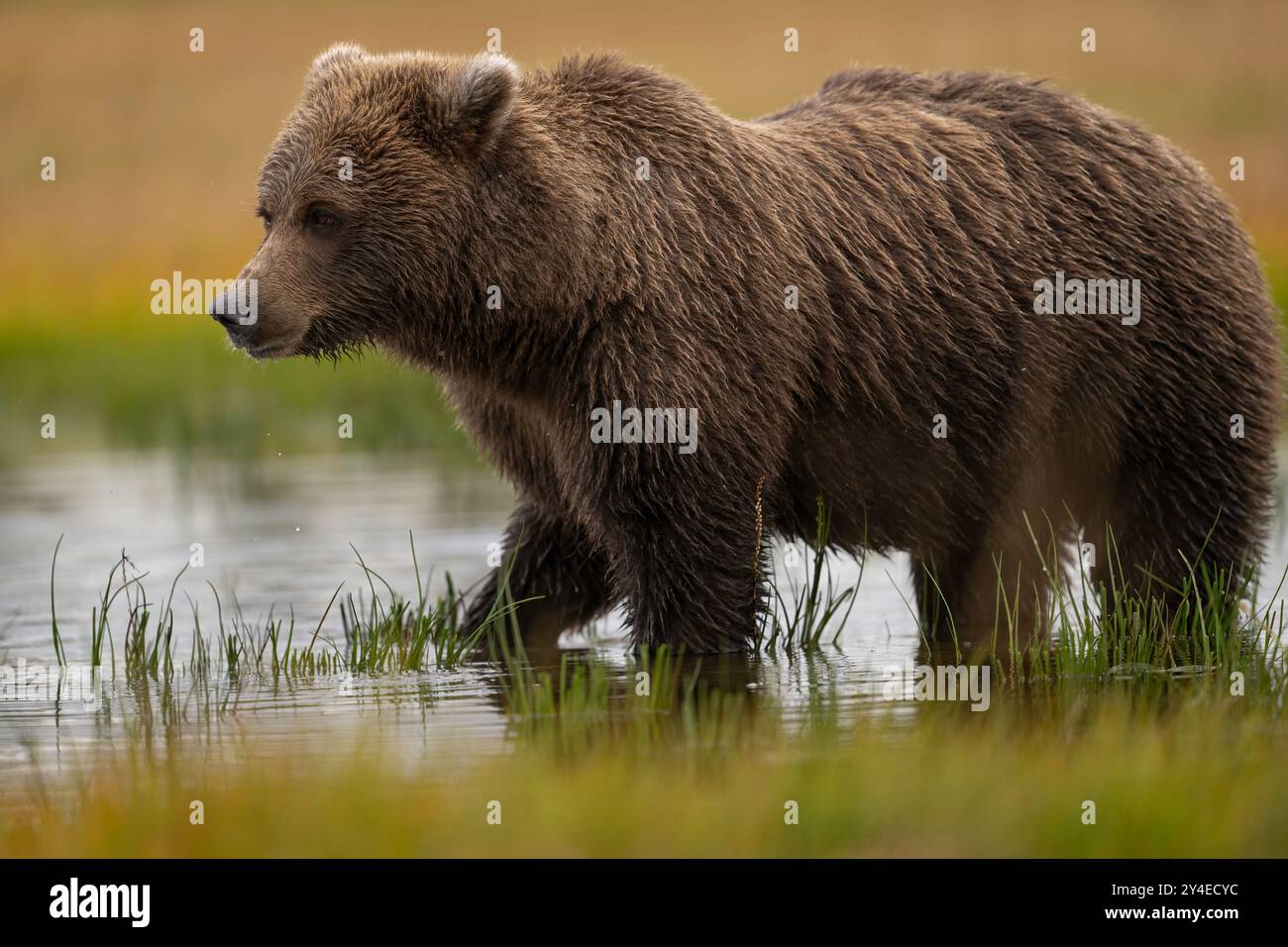 Brown bear standing in a small meadow pond, Lake Clark National Park ...
