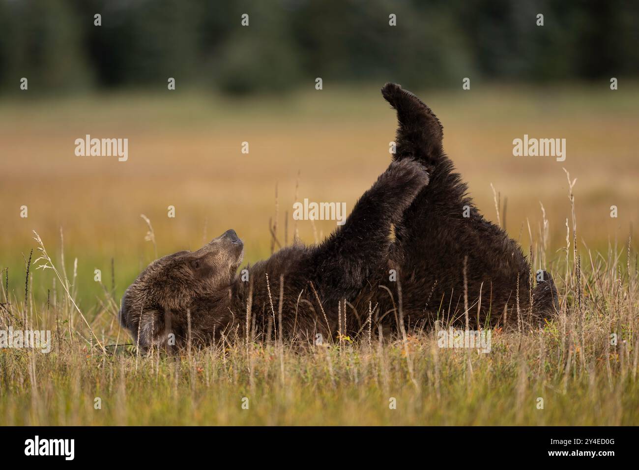 Brown bear rolling and stretching, Lake Clark National Park, Alaska ...