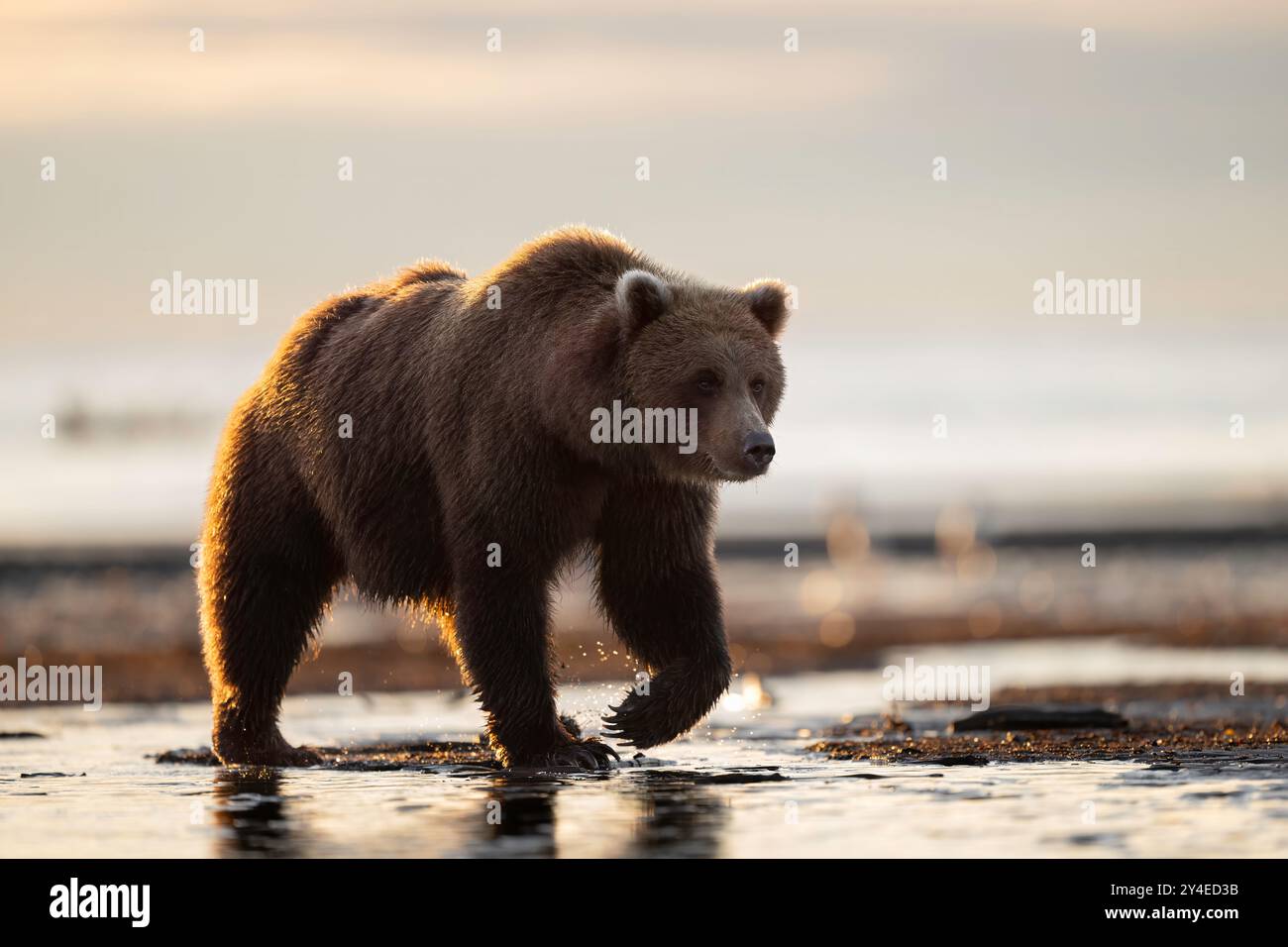 Brown bear walking across creek at low tide, Lake Clark National Park ...