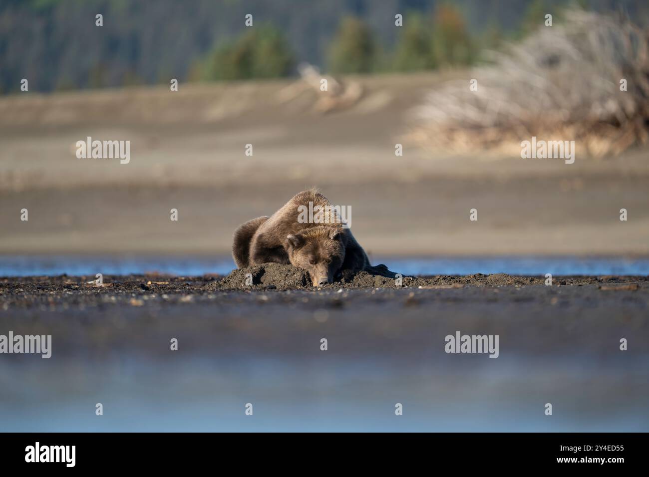 Brown Bear Sleeping on Beach, Lake Clark National Park, Alaska Stock ...