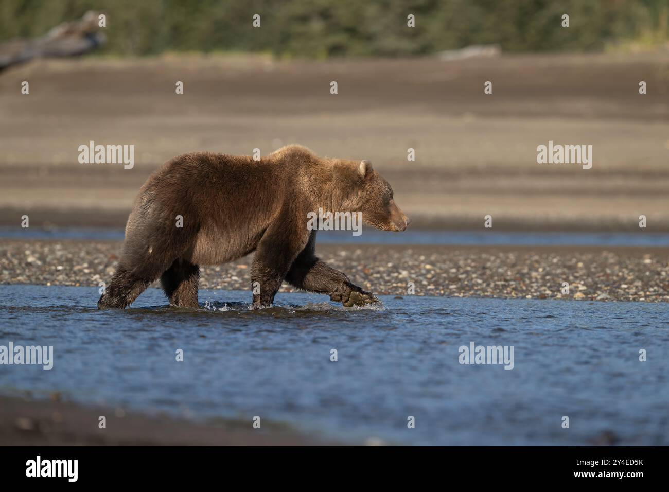 Brown bear walking across creek at low tide, Lake Clark National Park ...