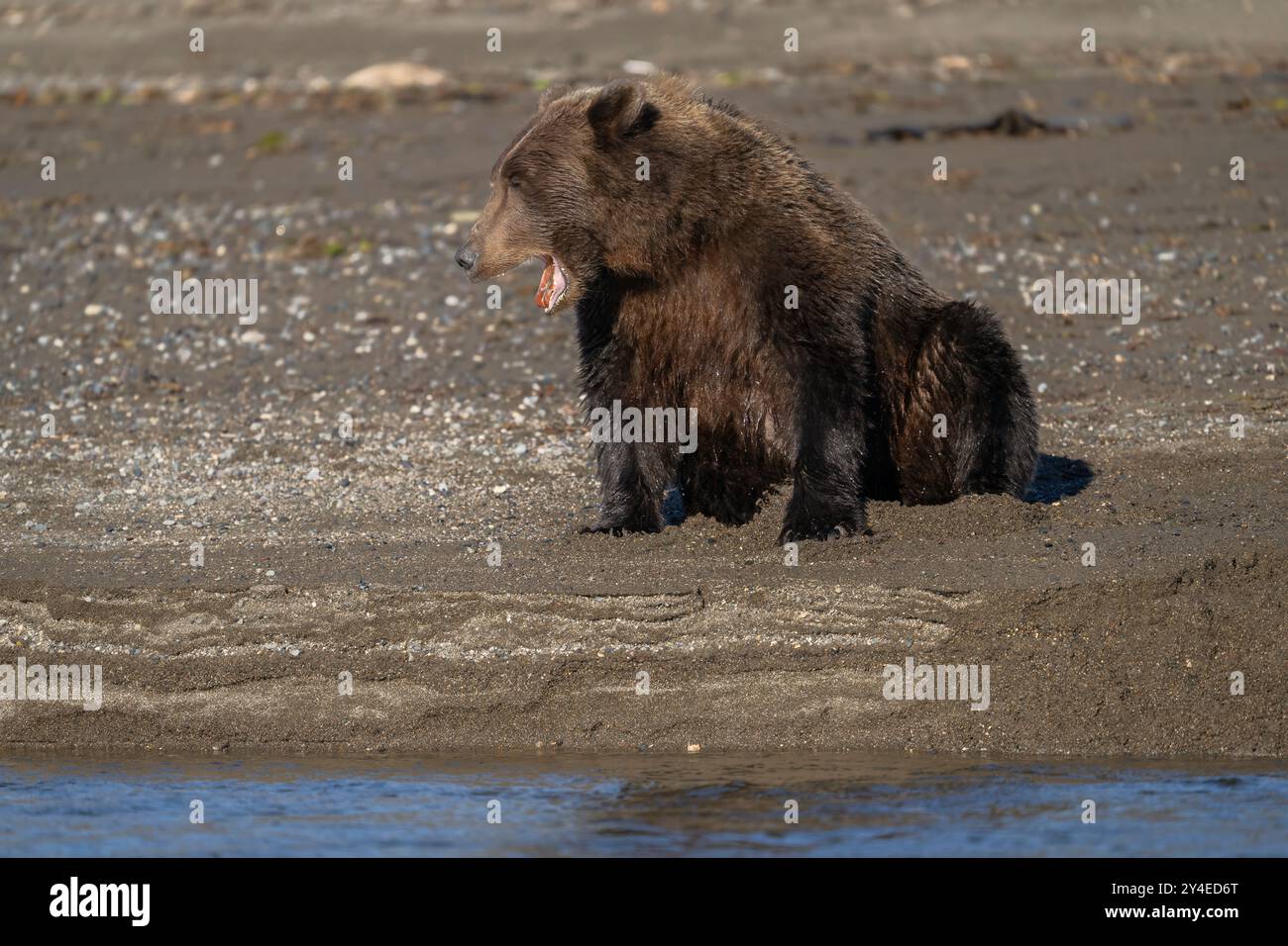 Brown bear sitting on the creek bank yawning, Lake Clark National Park ...
