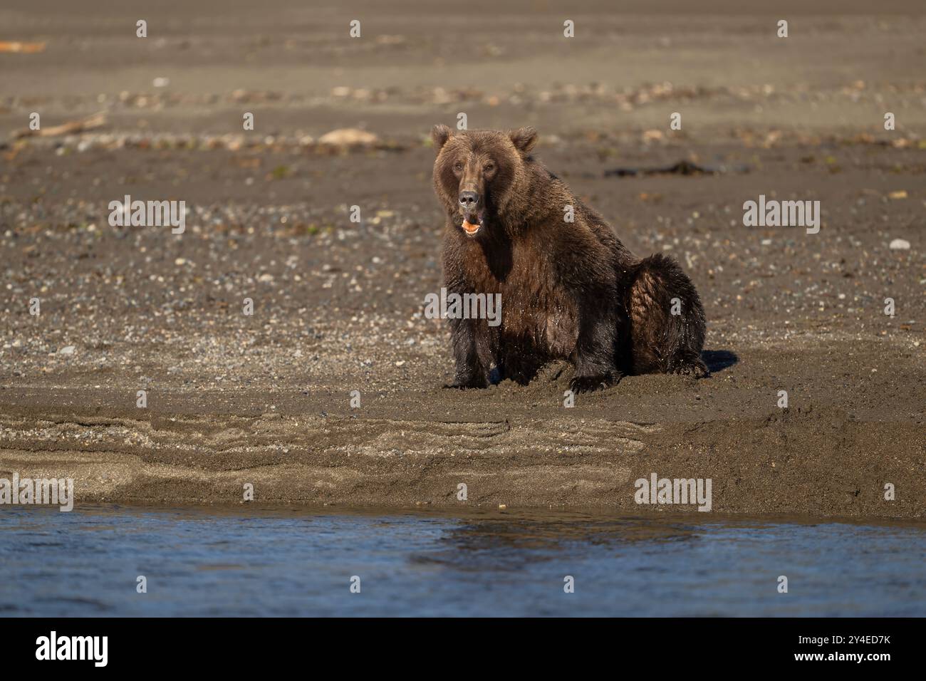 Brown bear sitting on the creek bank yawning, Lake Clark National Park ...