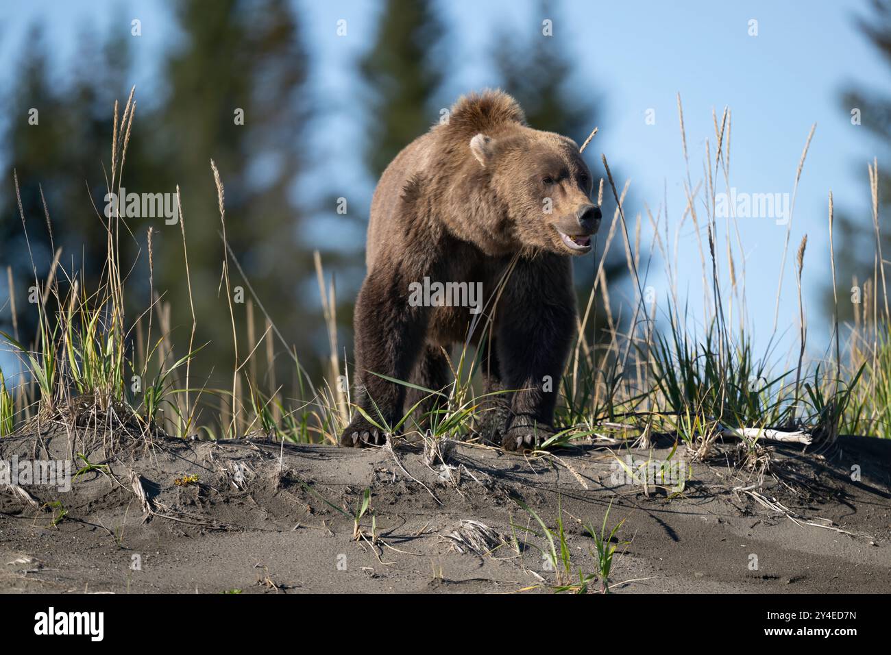 Brown bear in coastal dune, Lake Clark National Park, Alaska Stock ...