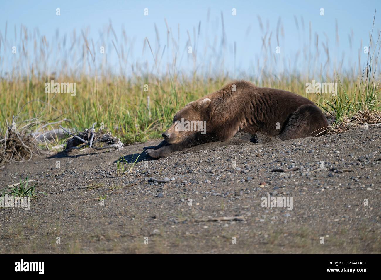 Sleeping brown bear in coastal dune, Lake Clark National Park, Alaska ...