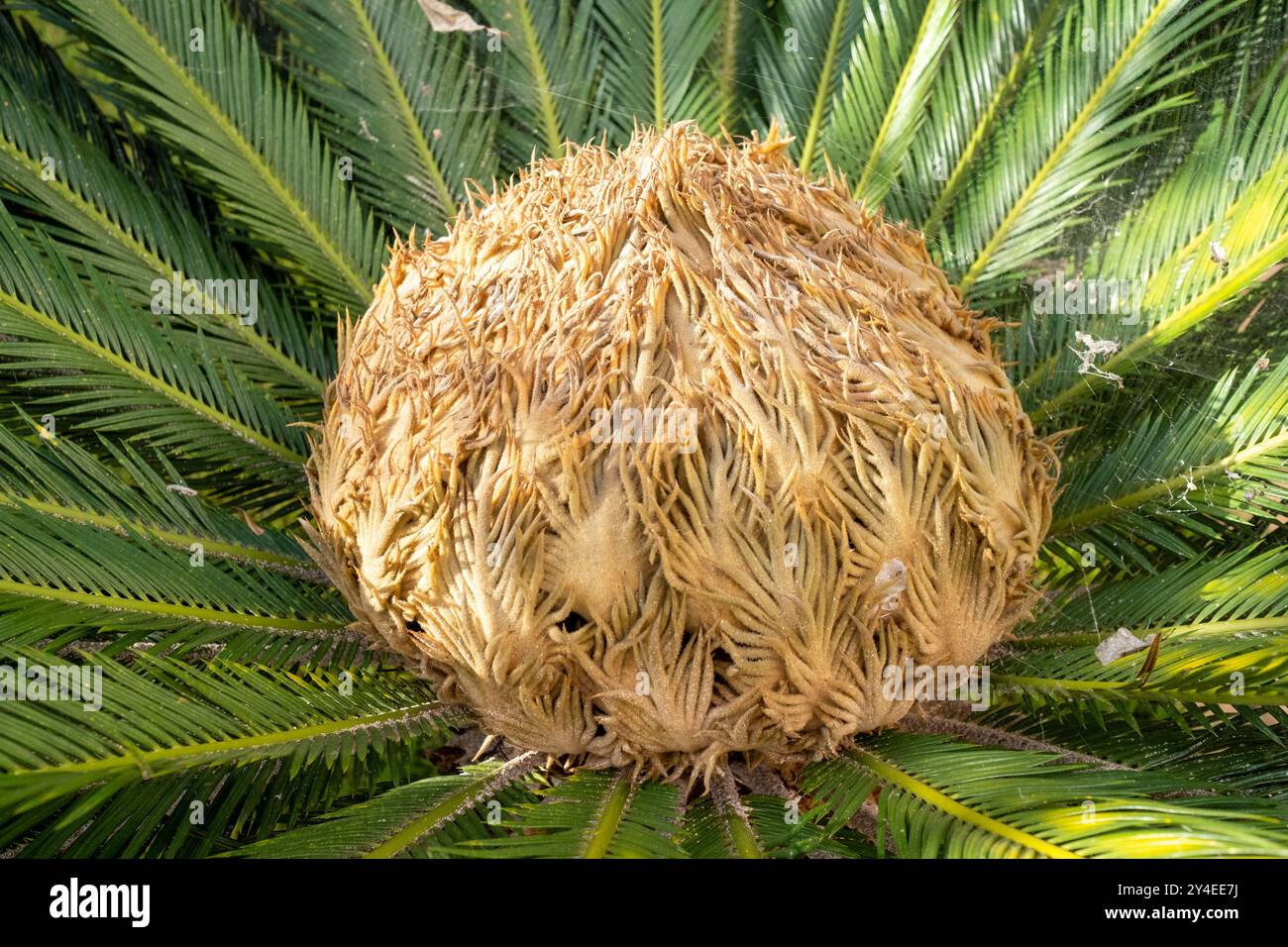 Cycas revoluta flower in the garden of Catherine s house in the Anfa ...