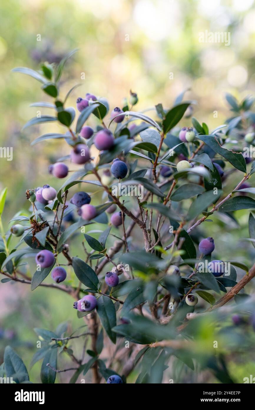 Common Myrtle (Myrtus Communis) in the garden of Catherine s house in ...