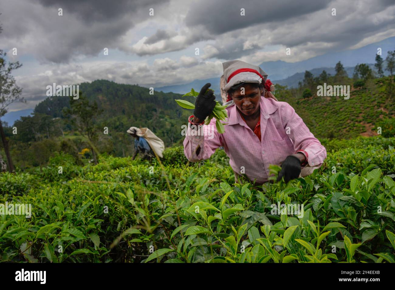 A woman tea plantation worker plucks tea leaves at an estate in Badulla, Sri Lanka, Tuesday ...