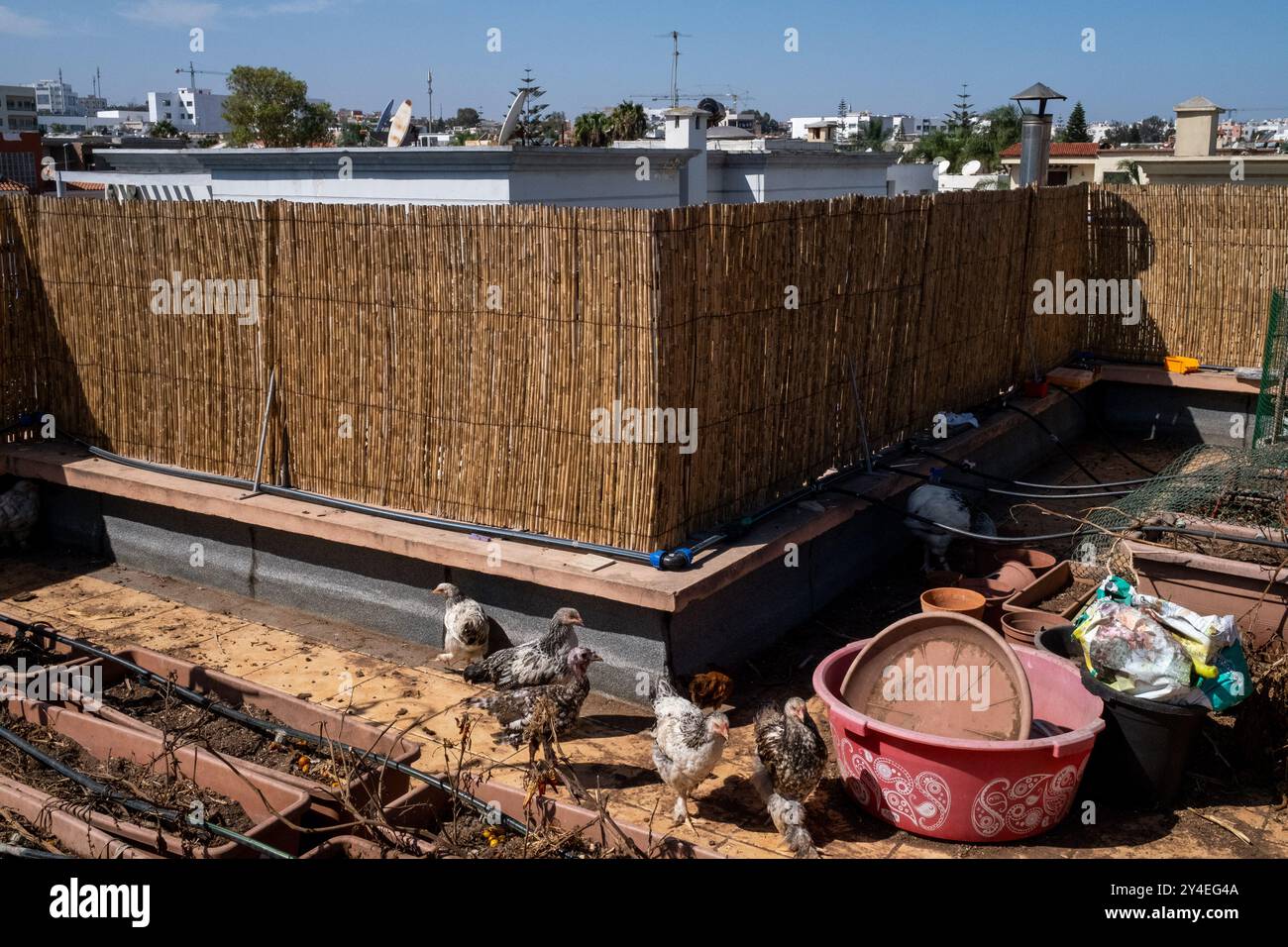 Ingrid and Hadj have a large henhouse on the roof of their house with ...