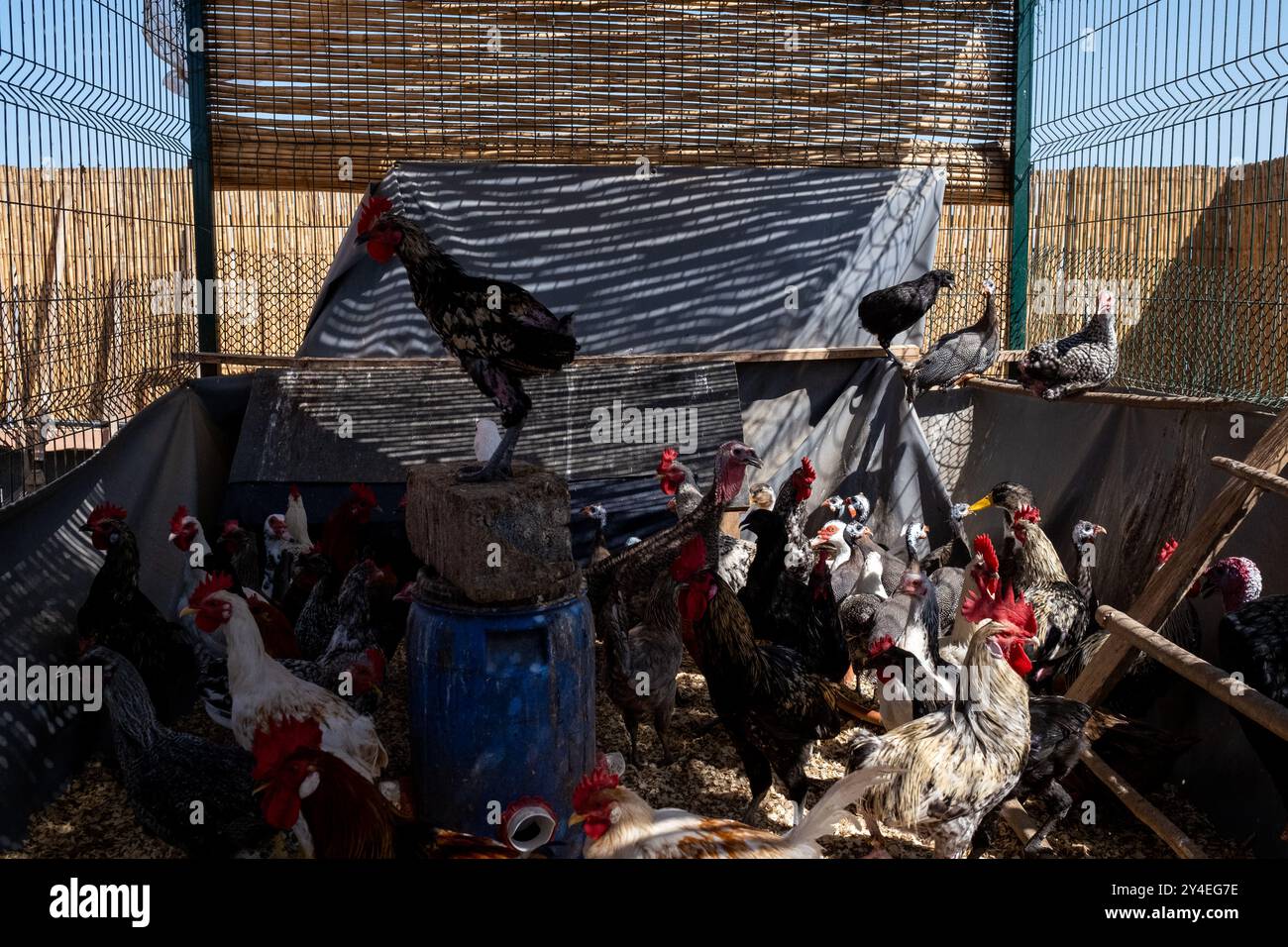 Ingrid and Hadj have a large henhouse on the roof of their house with ...