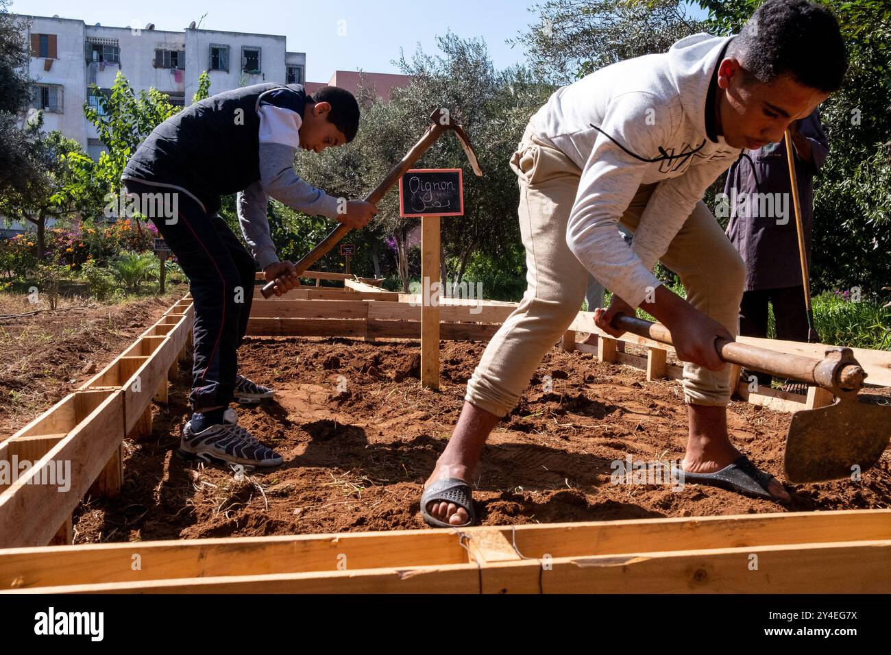 A young boy digging up the soil in a permaculture vegetable garden ...