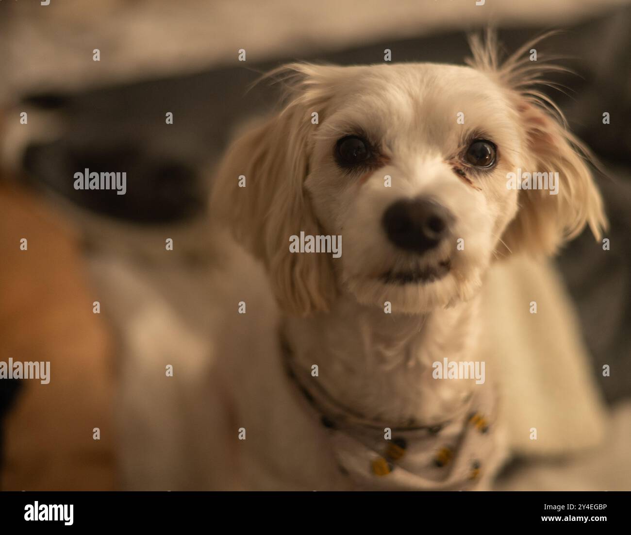Maltipoo portrait hi-res stock photography and images - Alamy