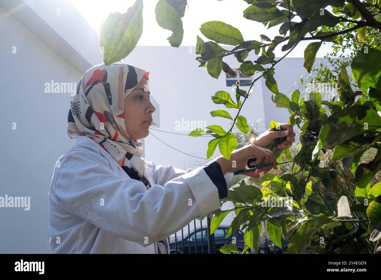 Student picking a lime in the educational garden irrigated with water ...