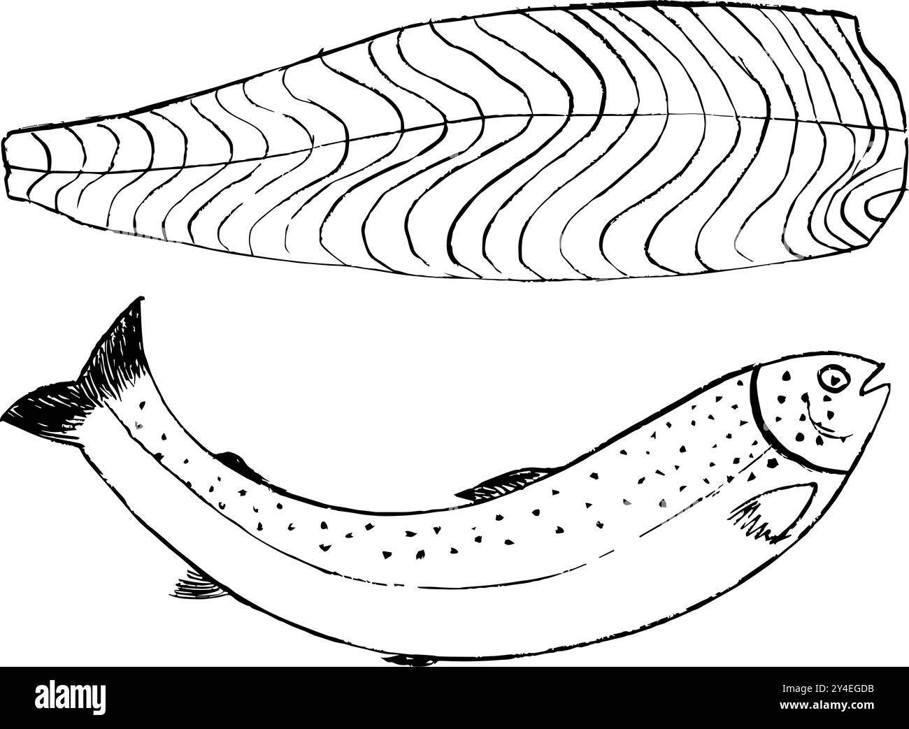 hand drawn salmon fish and fillet illustration, doodles of salmon fish ...