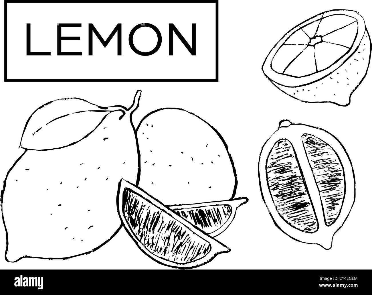 hand drawn illustration of lemons, doodles of lemons Stock Vector Image ...