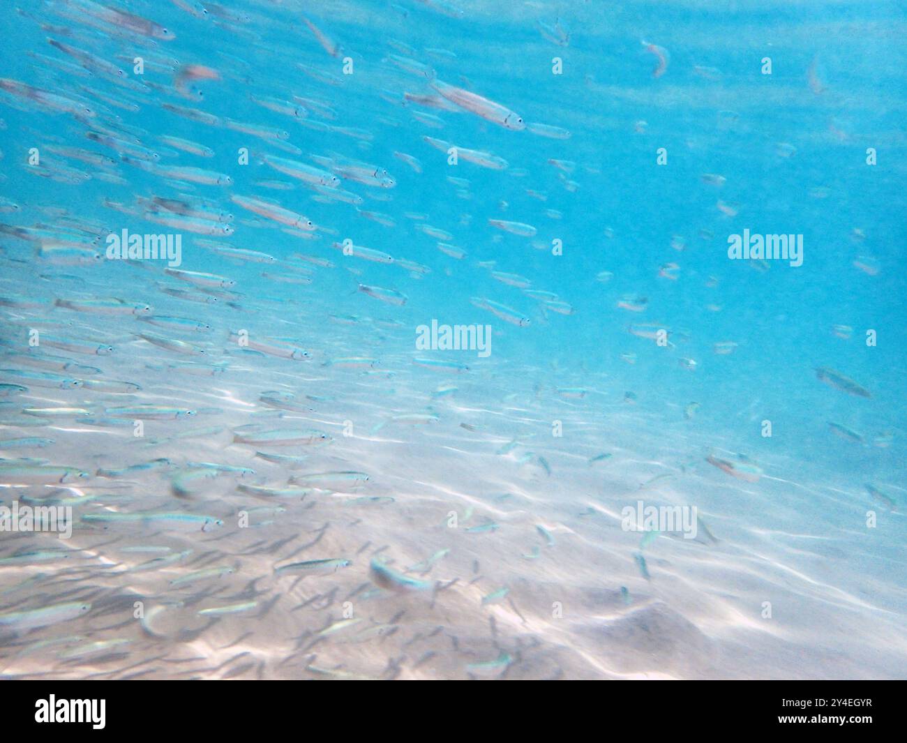 small fishes in the red sea (milkfish Stock Photo - Alamy