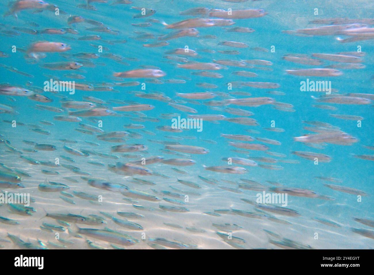 small fishes in the red sea (milkfish Stock Photo - Alamy
