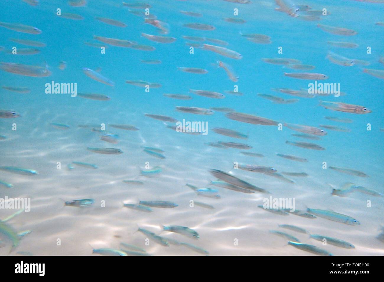 small fishes in the red sea (milkfish Stock Photo - Alamy